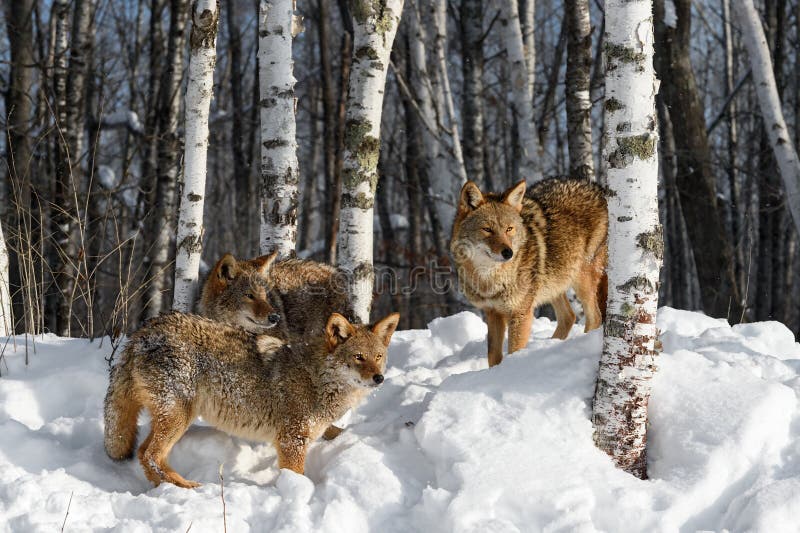 Three Coyotes (Canis Latrans) Stand at Edge of Birch Forest Winter ...