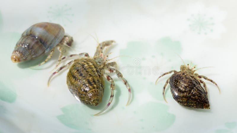Three Crab Looking at Us Waiting for Freedom Stock Photo - Image of ...
