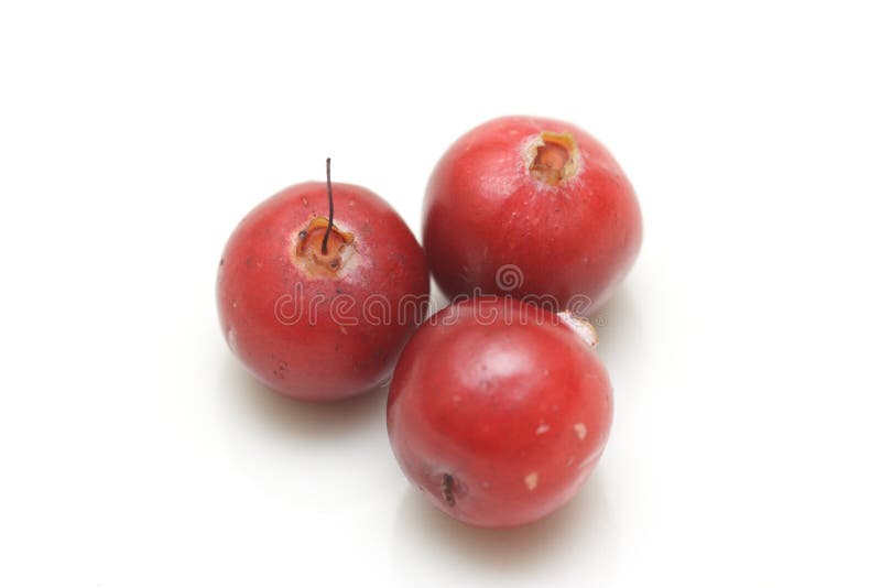 Three cranberries stock image. Image of macro, eating - 47150081