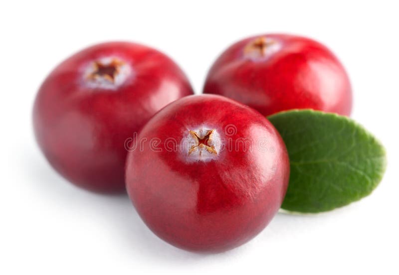 Three cranberry with leaf stock photo. Image of color - 26754374