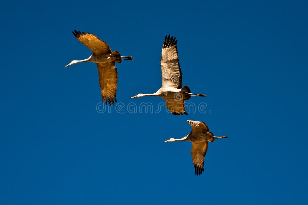 Three Cranes stock image. Image of bird, sand, cranes - 22546983