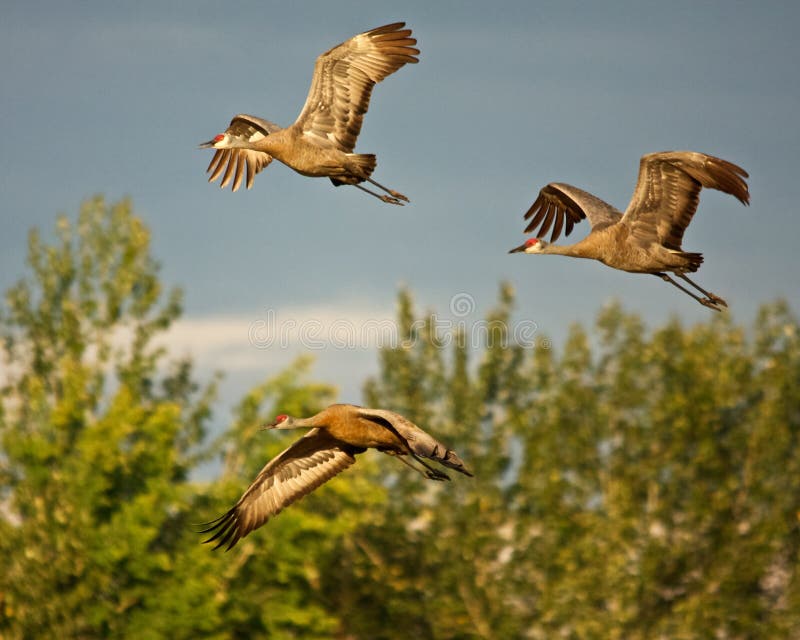 Three Cranes in Flight stock photo. Image of tourism - 31220908