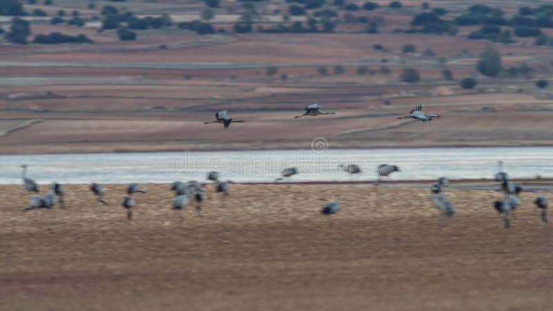 Three Cranes Flying in a Row Over a Flock of Cranes on the Ground Stock ...