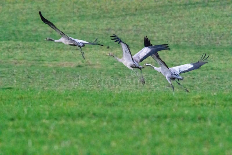 Three Cranes Fly Over a Green Field Stock Image - Image of beauty ...