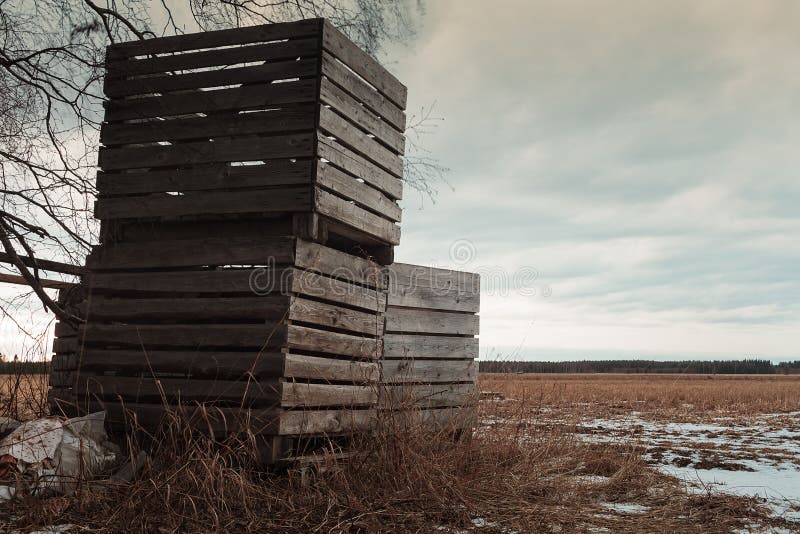 Three Crates on a Spring Field Stock Photo - Image of birch ...