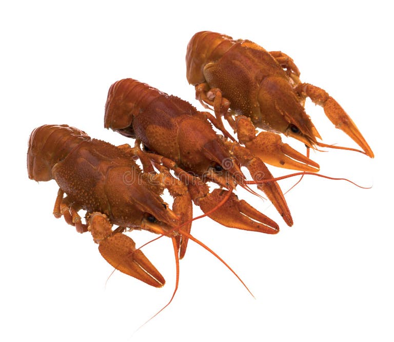 Three Crayfish, Cooked, Red, on a White Background, Isolated Stock ...