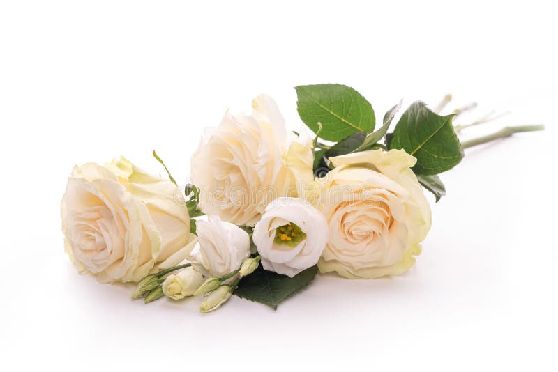 Three Cream-colored Roses and White Buttercups Lie on a White Surface ...