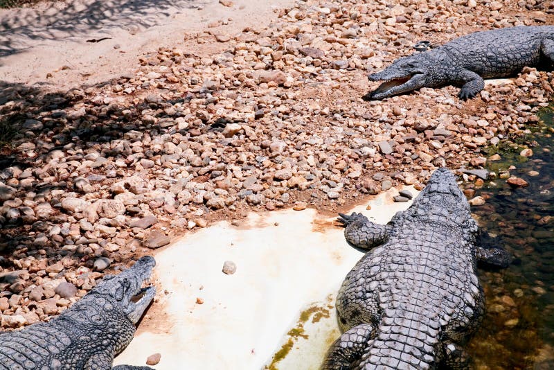 Three Crocodiles in Hot Day Stock Photo - Image of water, summer: 18466518