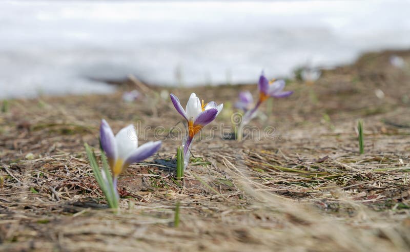 Three crocus stock photo. Image of snow, patch, grass - 11478544