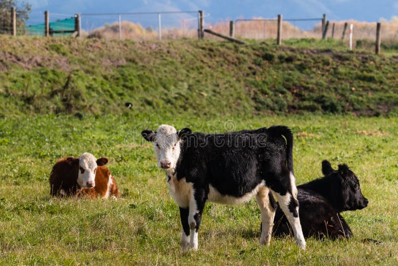 Three Crossbreed Calves in Paddock Stock Photo - Image of beef, cattle ...