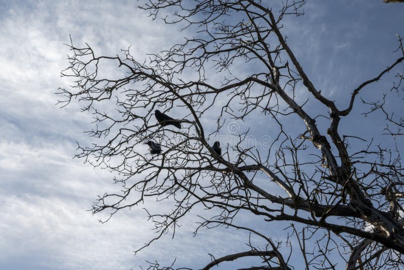 Crows Perch on Tree Top Branch Stock Photo - Image of animals, dreams ...