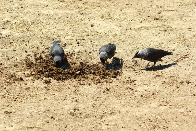 Three Crows Eating Animals` Excrements Stock Image - Image of bird ...