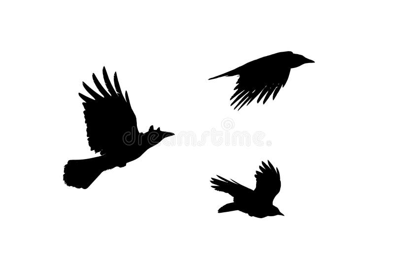 Crow Fight Stock Illustrations – 65 Crow Fight Stock Illustrations ...