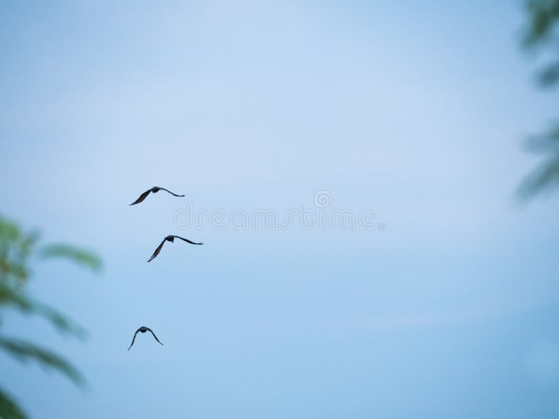 Three Crows are Flying stock photo. Image of natural - 96554956