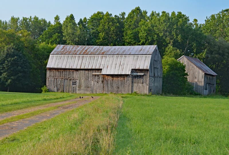Three Crows in Front of a Barn Stock Image - Image of barn, house ...