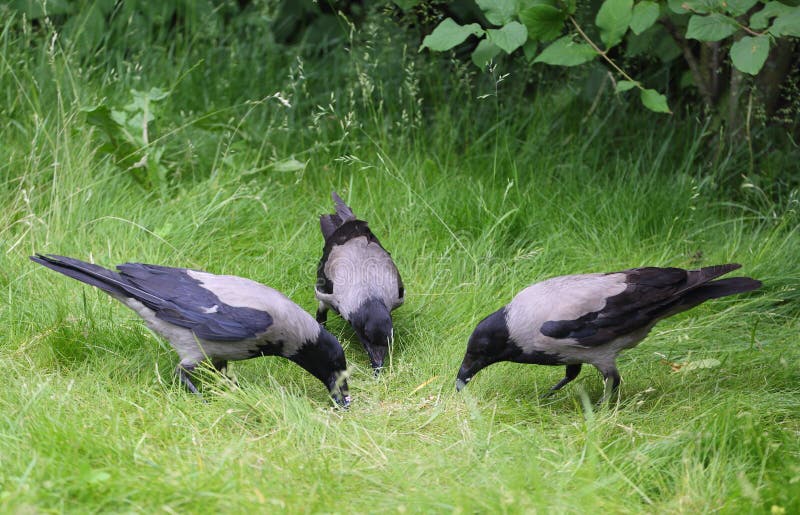 Three Crows are Pecking at Something in the Grass Stock Photo - Image ...