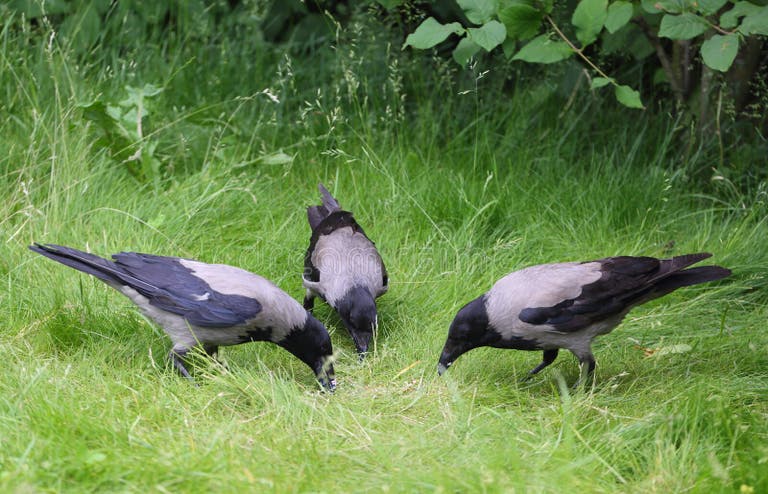 Three Crows are Pecking at Something in the Grass Stock Photo - Image ...