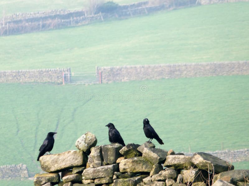 Three Crows Perched on an Old Stone Wall in a Field with Green Hillside ...