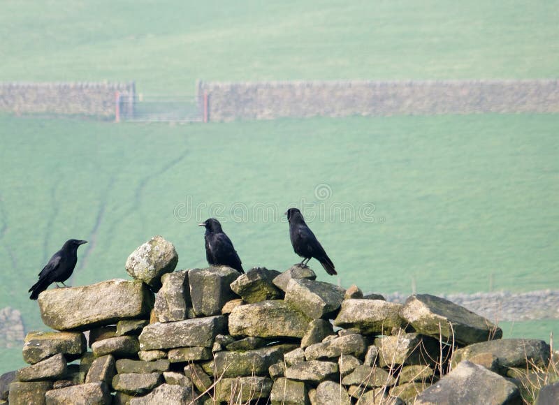 Three big crows stock photo. Image of mountains, raven - 22222468