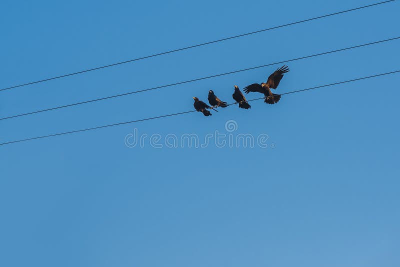 Three Crows Resting on a Wire and the Fourth Flying Toward Them Stock ...