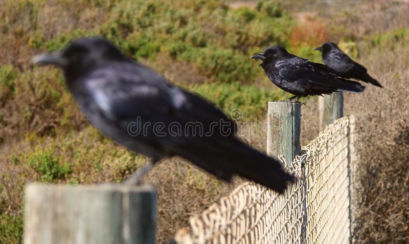 2 Crows Raven Yoga Stock Photos - Free & Royalty-Free Stock Photos from ...