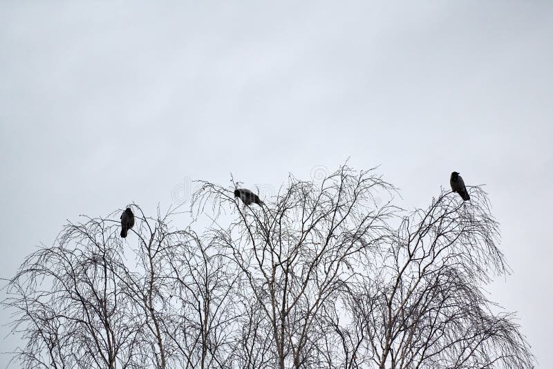 Three Crows Sitting on Tree Branches Stock Image - Image of blackbird ...