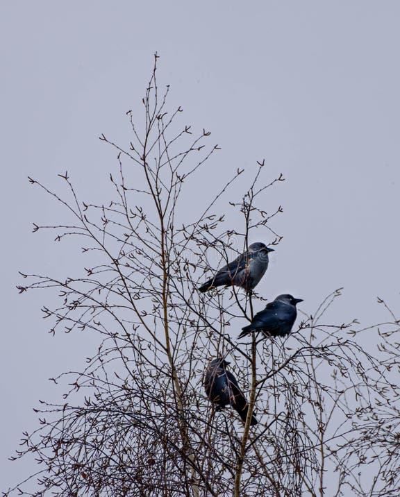 Three Crows Sitting on Tree Branches. Third Wheel Concept. Symbolism of ...