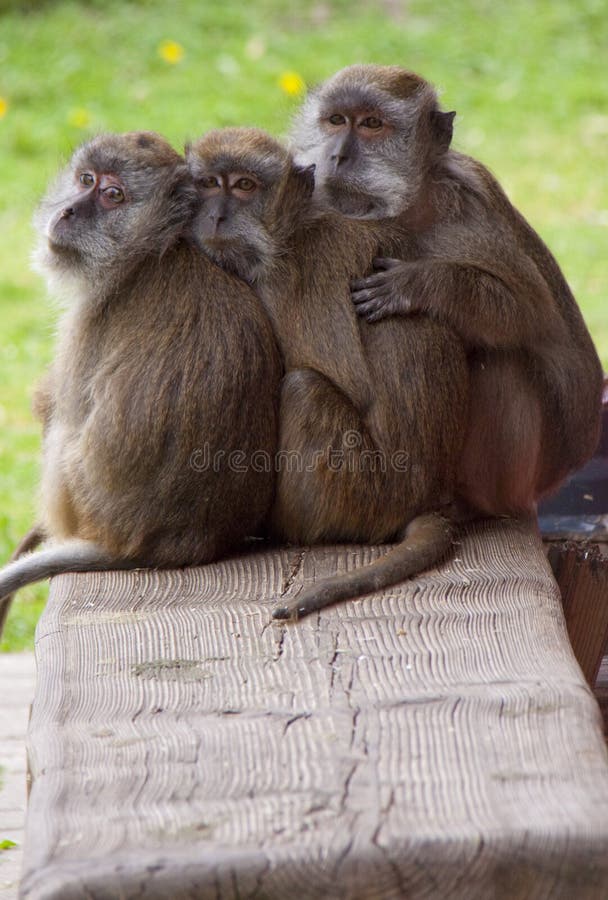 Three cuddling monkeys stock image. Image of embracing - 14383837