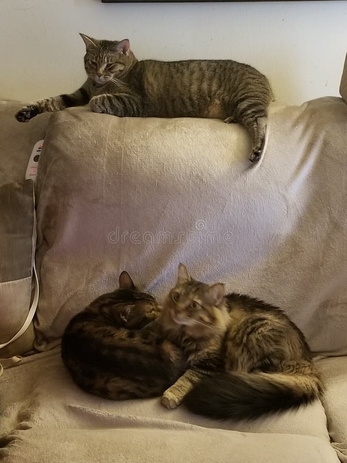 Three Cuddly Cats stock photo. Image of family, male - 159147036