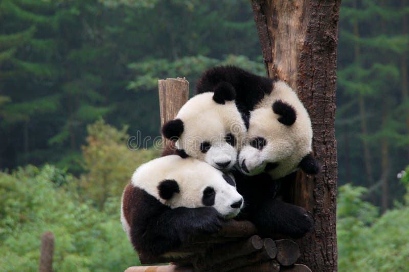 Three cuddly pandas stock image. Image of giant, wild - 6518881