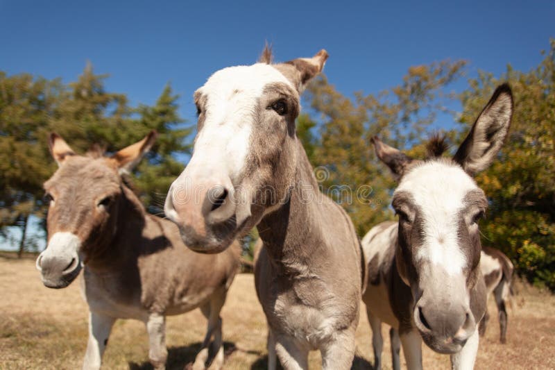 Three curious donkeys stock image. Image of faces, agriculture - 271235627