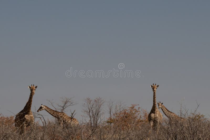 Two Giraffes Looking on Savanna Kenya Stock Image - Image of elephant ...