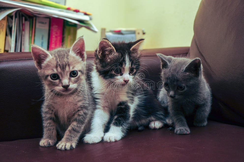 Curious Kittens on a Brown Couch Exploring Their Cozy Indoor ...