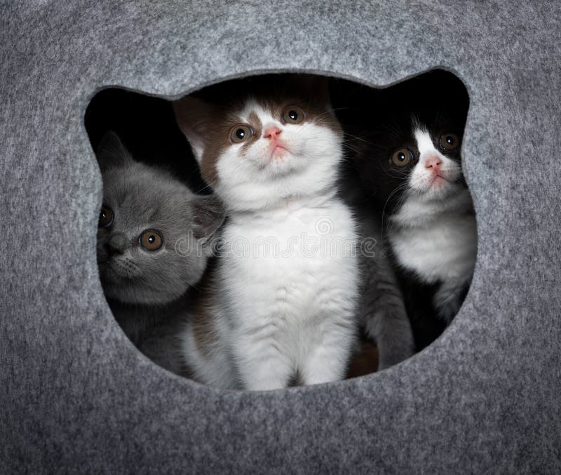 Three Curious Kittens Side by Side Inside of Cat Pet Cave Stock Photo ...