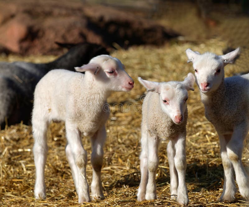 Three curious lamb staring stock image. Image of cattle - 51503049