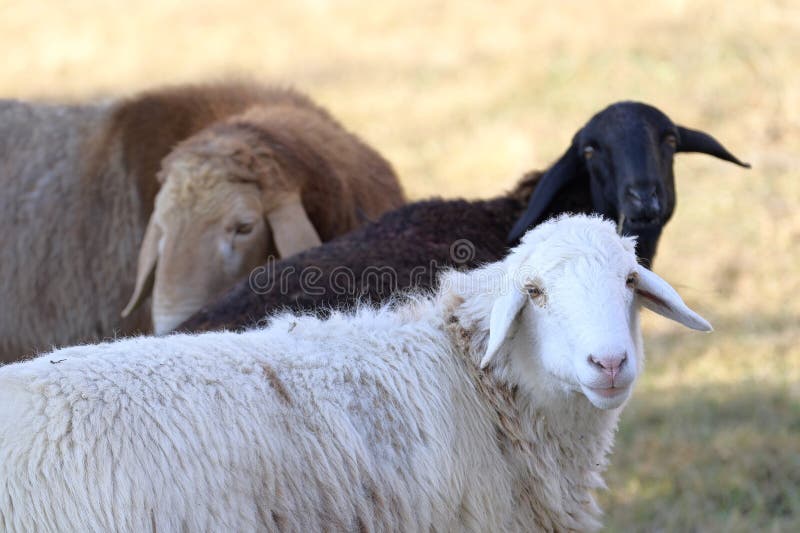 Three Curious Lambs are Standing in a Field and Looking Directly at the ...
