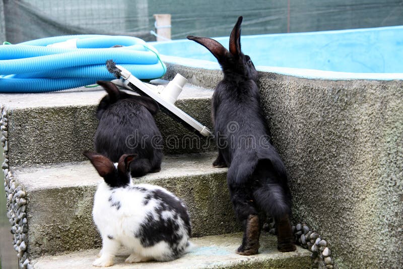 Sniffing Stairs Stock Photos - Free & Royalty-Free Stock Photos from ...