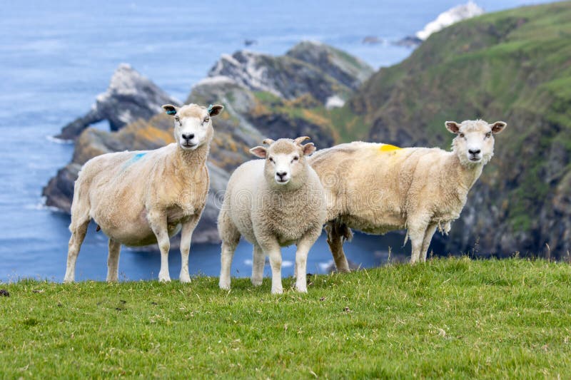 Three Sheep on a Clifftop Overlooking the Sea in the Shetlands Stock ...