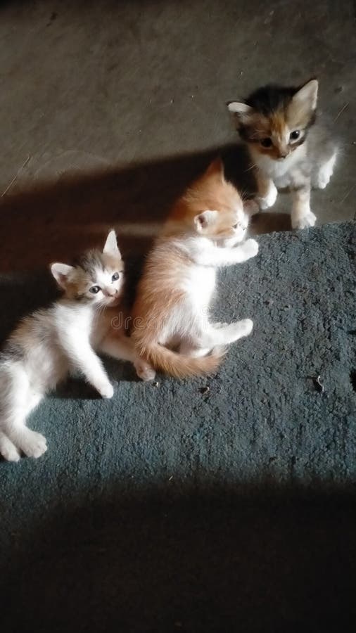 Three Cute and Adorable Kittens Stock Photo - Image of adorable ...