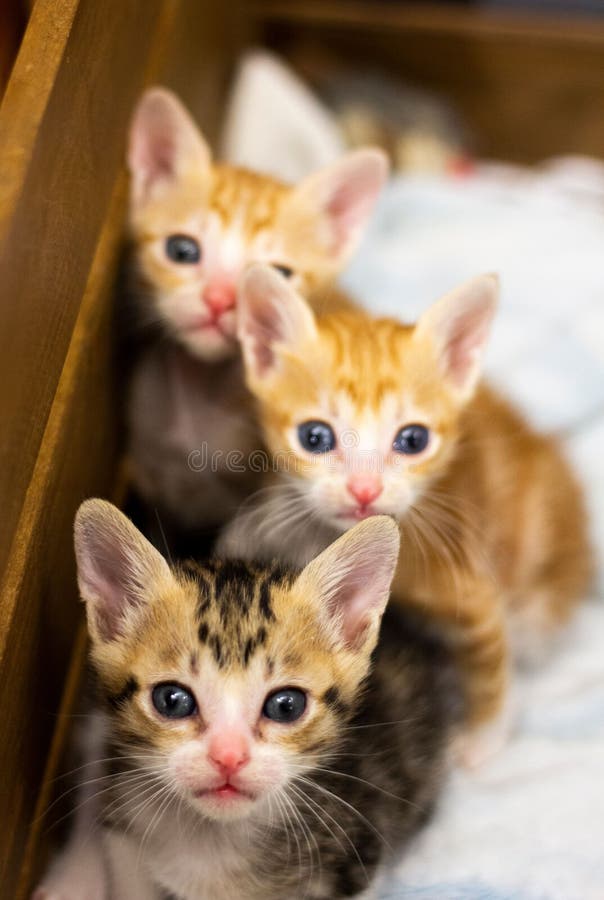 Cute Adorable Newborn Kittens Looking at a Camera Stock Image - Image ...