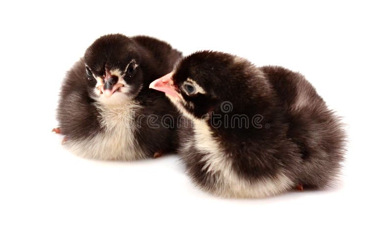 Three Cute Chicks Isolated on White. Stock Image - Image of group ...