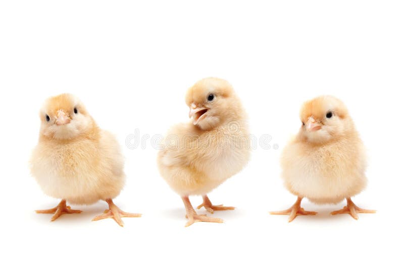 Three Cute Baby Chickens Chicks Stock Image - Image of soft, standing ...