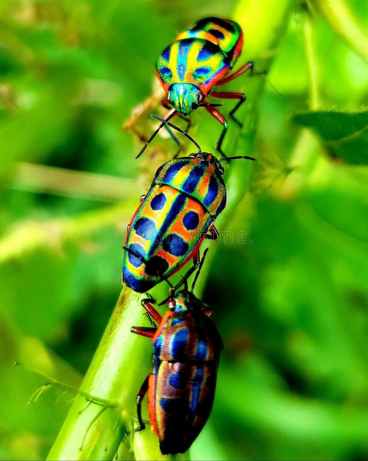 Three Cute Beetle on a Plant Stock Image - Image of beetle, three ...