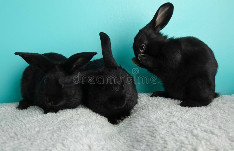 Three Cute Black Baby Bunny Rabbits Together and One is Standing Stock ...