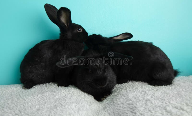 Three Cute Black Bunny Rabbits Together Stock Image - Image of friendly ...