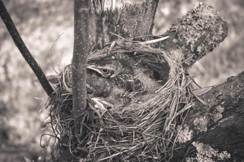 Three Cute Blackbird Chicks in a Hay Nest Stock Image - Image of garden ...