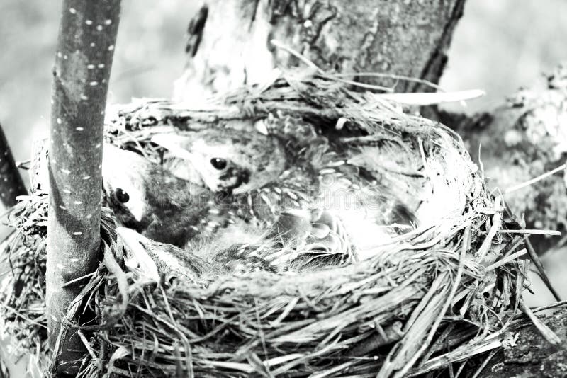 Three Cute Blackbird Chicks in a Hay Nest Stock Photo - Image of cute ...