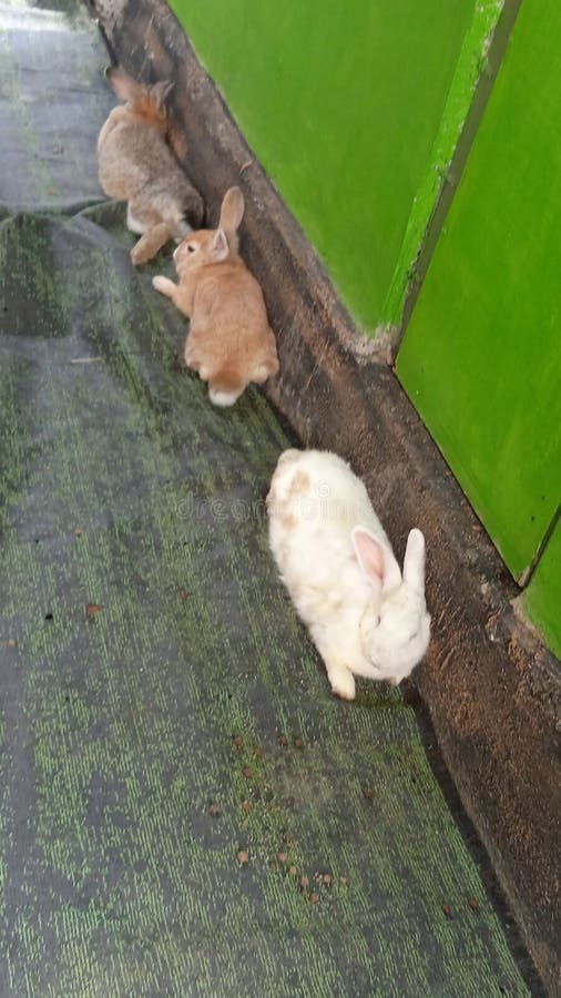 Three Cute Bunnies Running Arround Stock Photo - Image of three ...