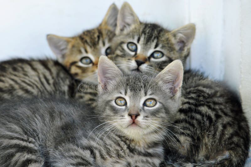 Three Cute Cats Looking at the Camera Stock Photo - Image of feline ...