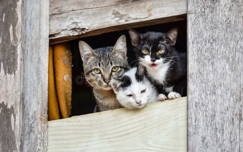 Three cute cats stock photo. Image of friend, animal - 89312510